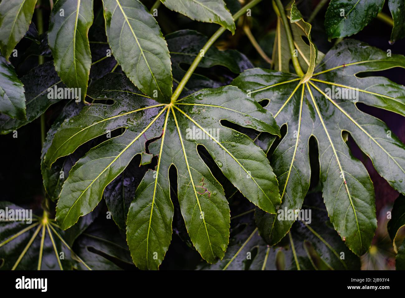 Close up of tropical leaves in rainy day in spring garden Stock Photo ...