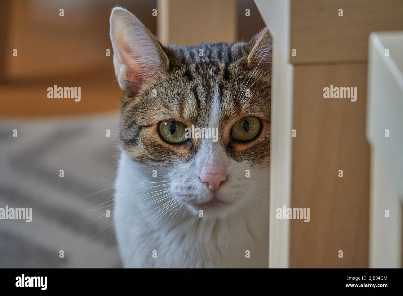 I am looking at you hi-res stock photography and images - Alamy
