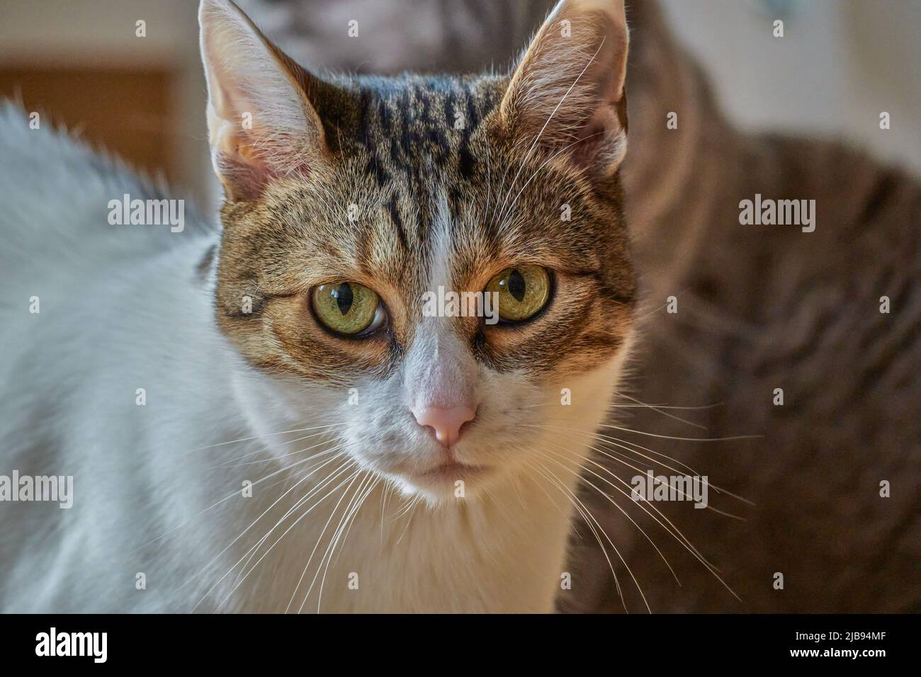 I am looking at you hi-res stock photography and images - Alamy