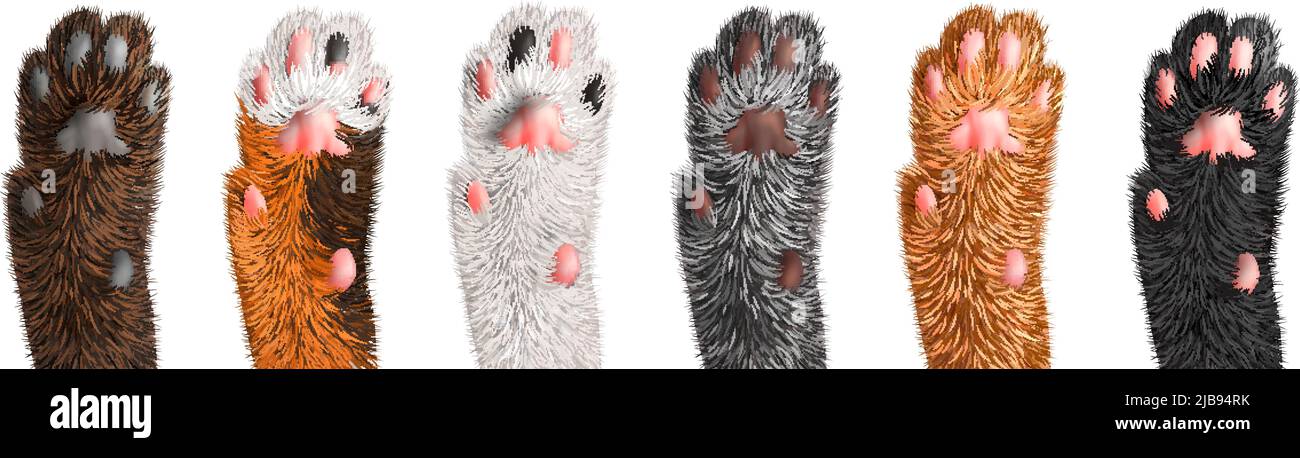 Cat paws of different color set isolated on white background realistic ...