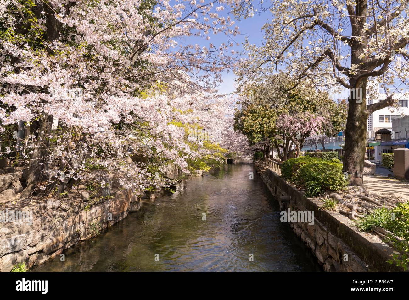 Nishigawa Canal with cherry blossom, Okayama City, Okayama, Western ...