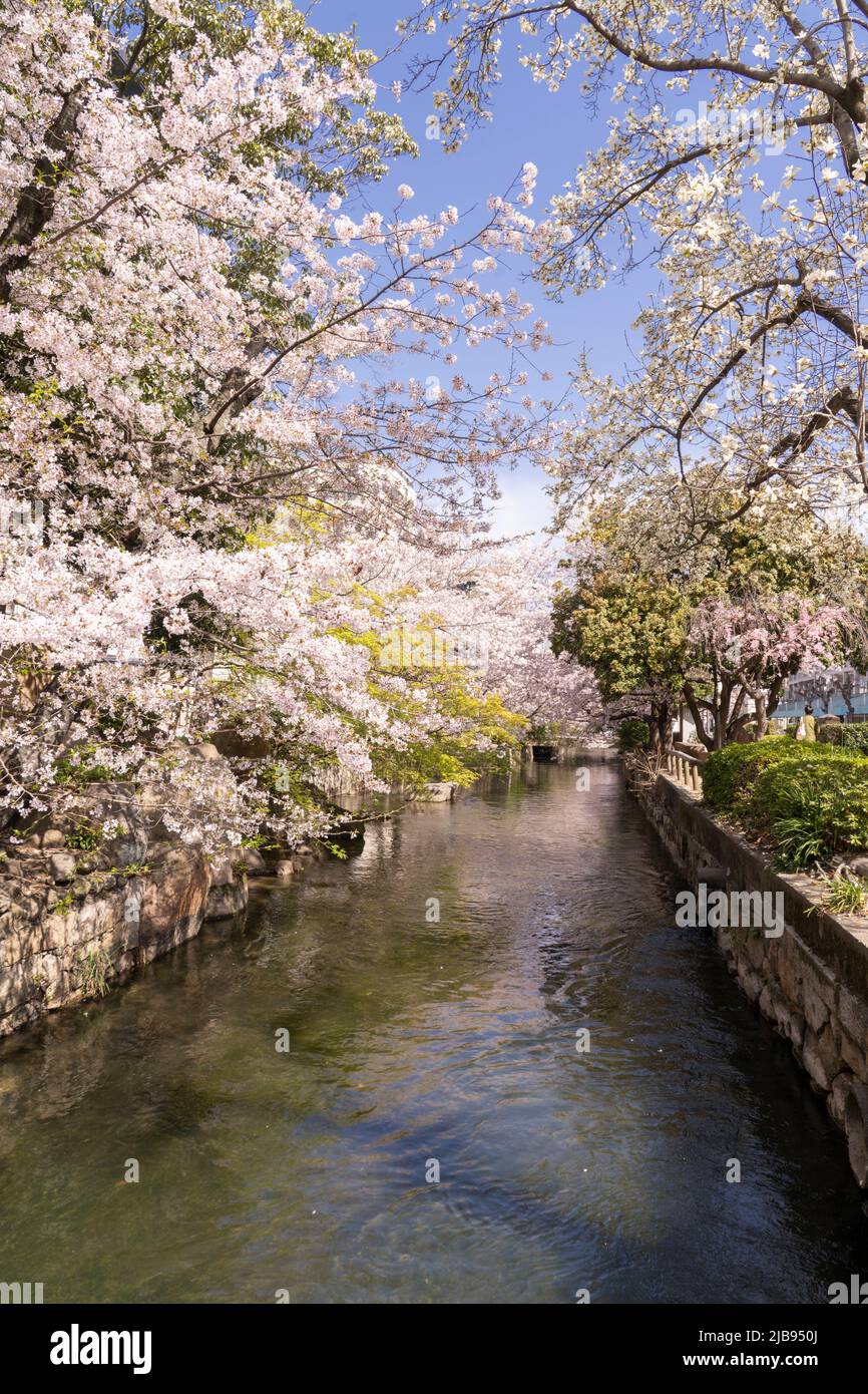 Nishigawa Canal with cherry blossom, Okayama City, Okayama, Western ...