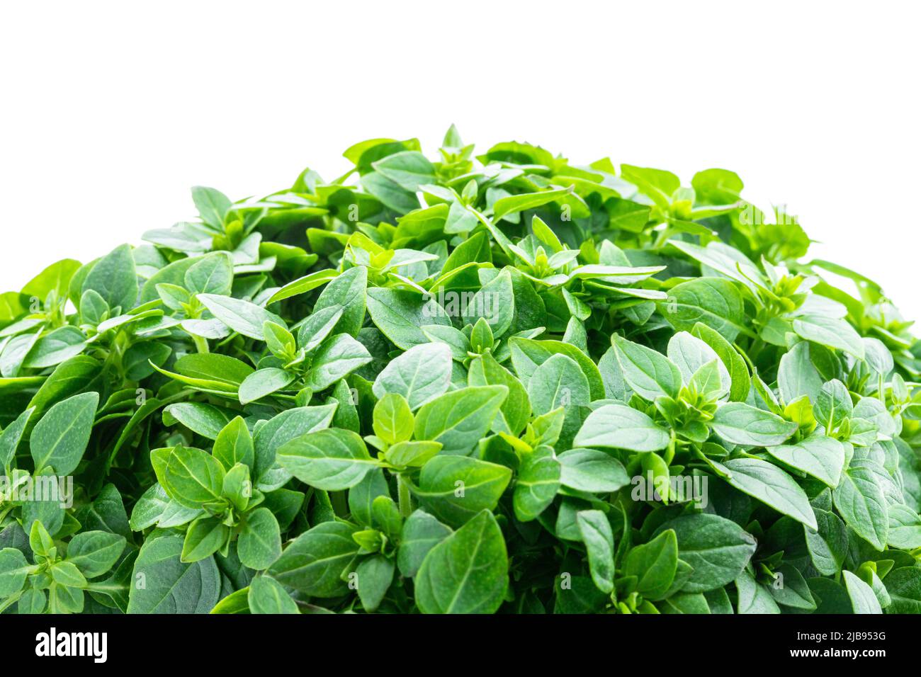 Greek dwarf basil plant isolated on white Stock Photo - Alamy