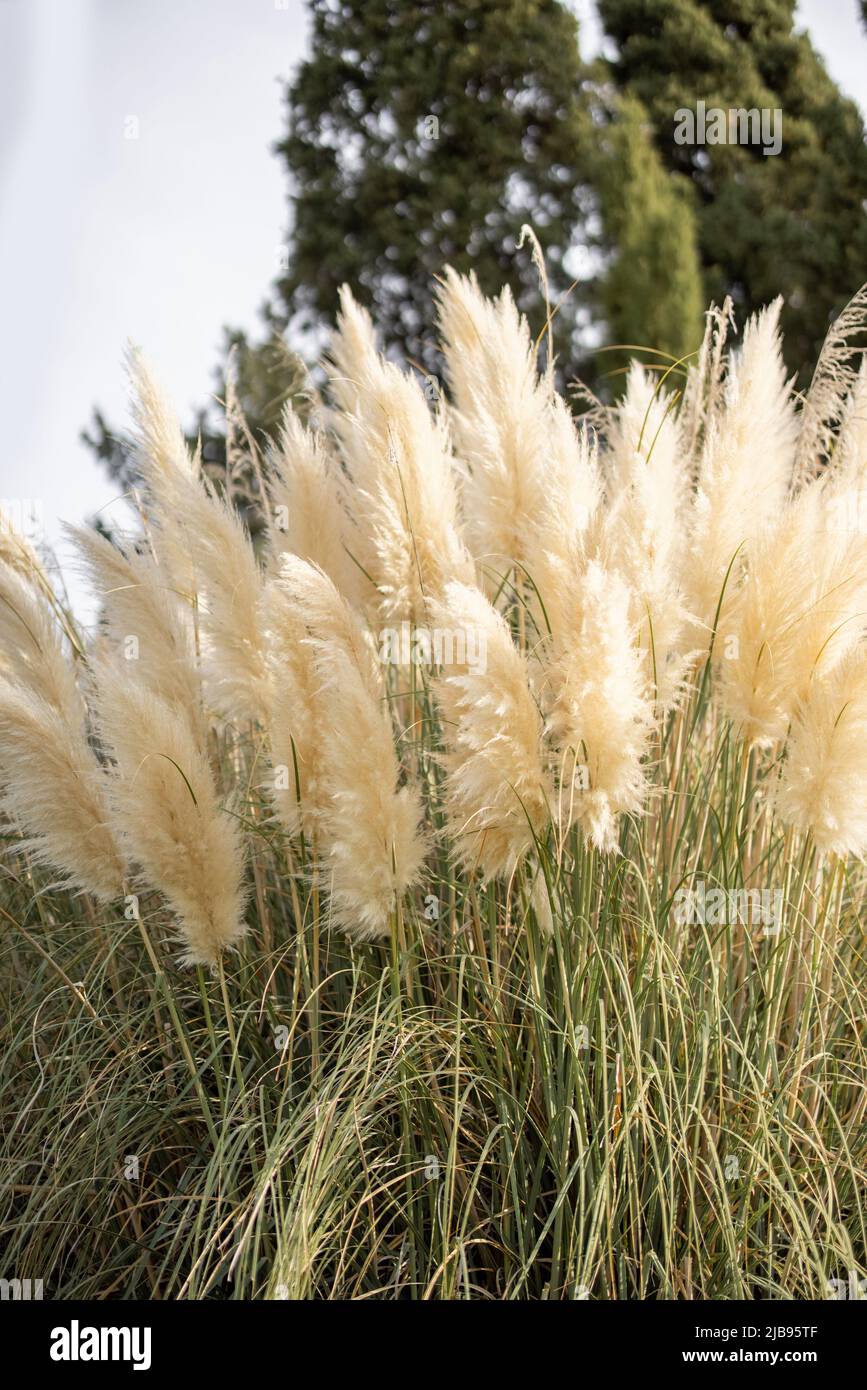 Pampas grass decoration hi-res stock photography and images - Alamy