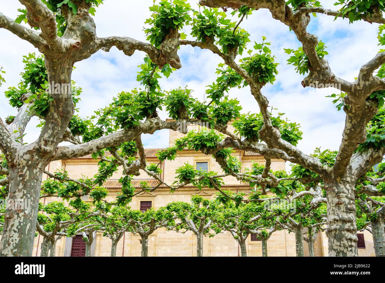 Trees with branches joined in the sky shading in the town square Stock ...