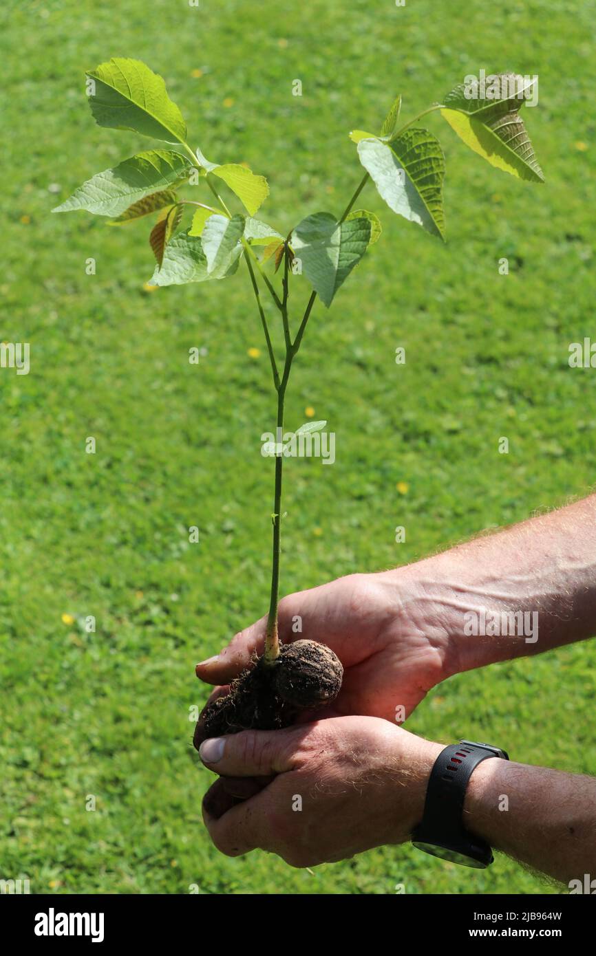 Hands holding walnut sapling hi-res stock photography and images - Alamy