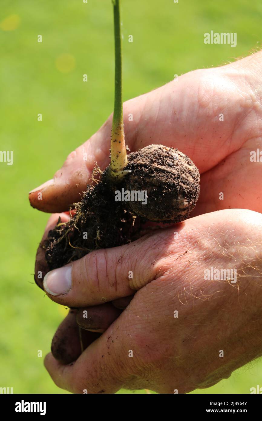Hands holding walnut sapling hi-res stock photography and images - Alamy