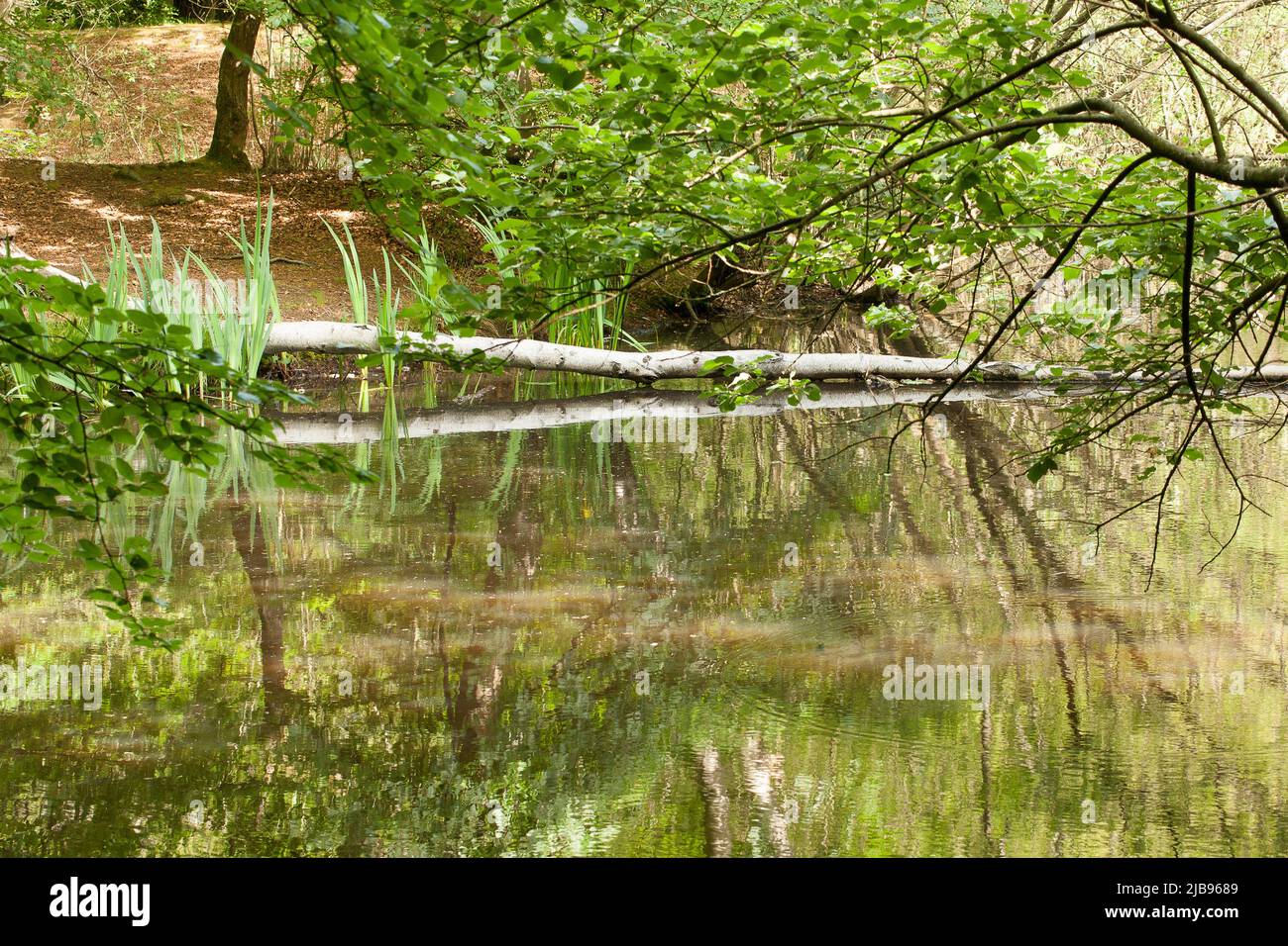 Strawberry Hill Pond Epping Forest Essex, England UK Europe Stock Photo ...