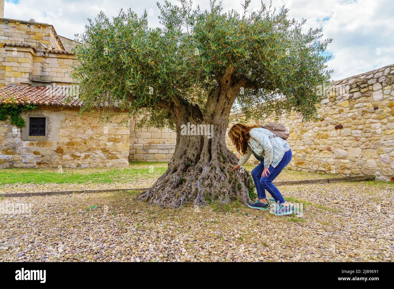 Old olive tree ancient roman hi-res stock photography and images - Alamy
