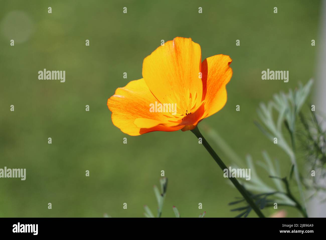 California poppy leaves hi-res stock photography and images - Alamy