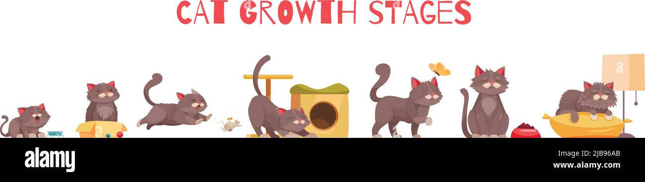 Cat growth stages composition with set of isolated icons with ...
