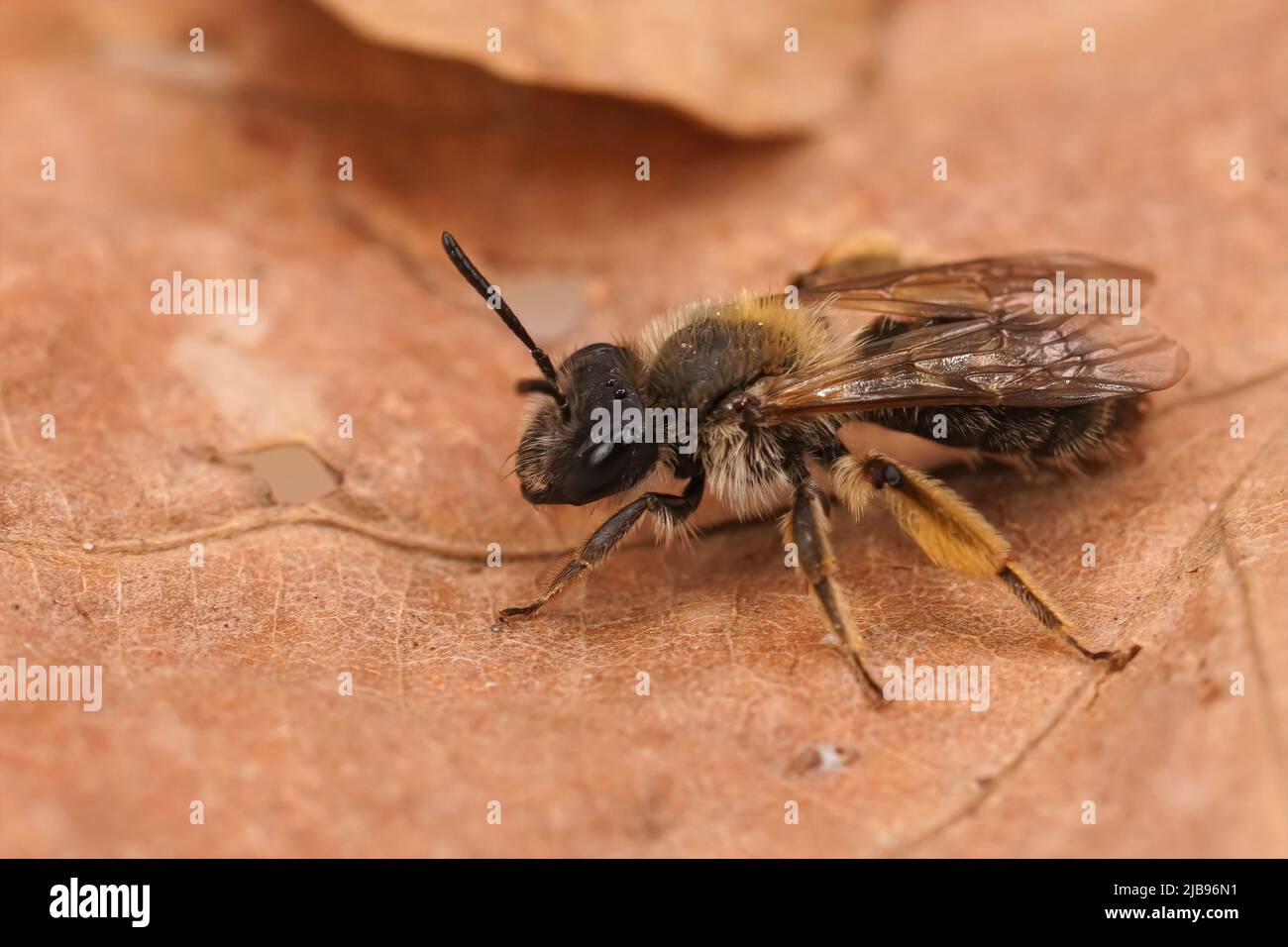 Closeup on a female of the rare groove faced mining bee, Andrena ...