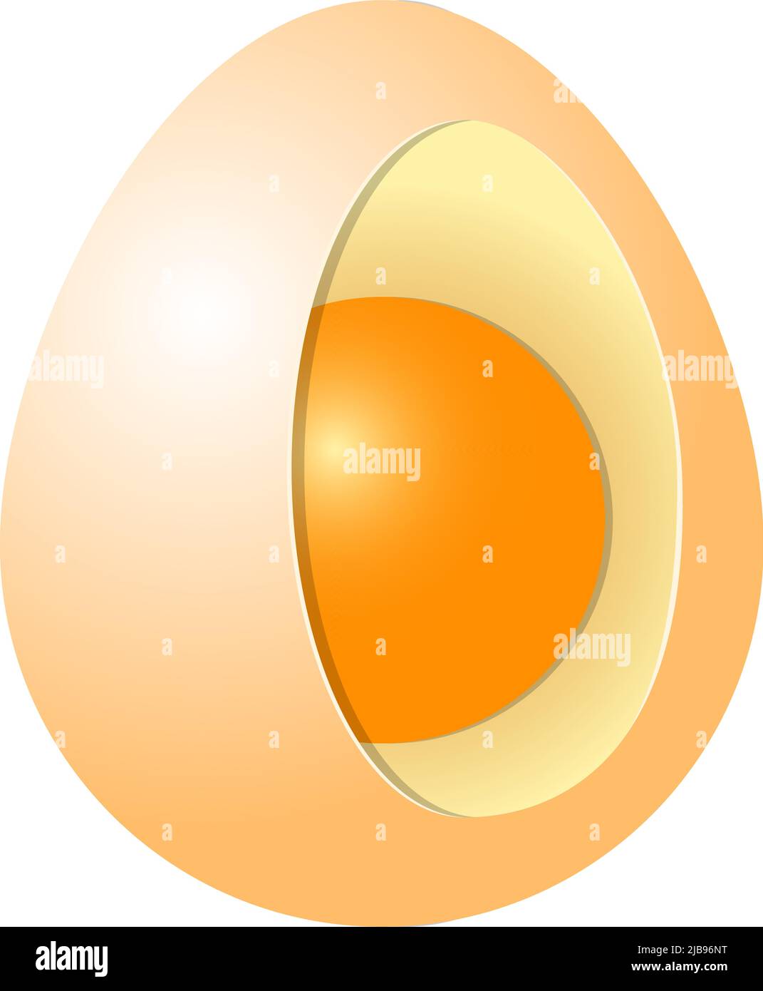 Chicken egg white. Open interior. What is a birds egg made of. Yolk ...