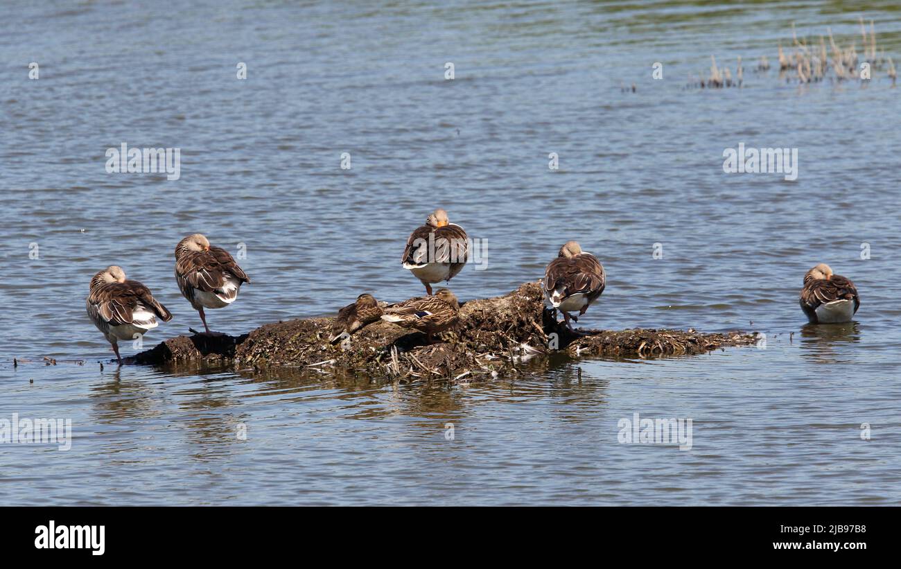 Greylag Geese on an island nest with their goslings at Stodmarsh ...