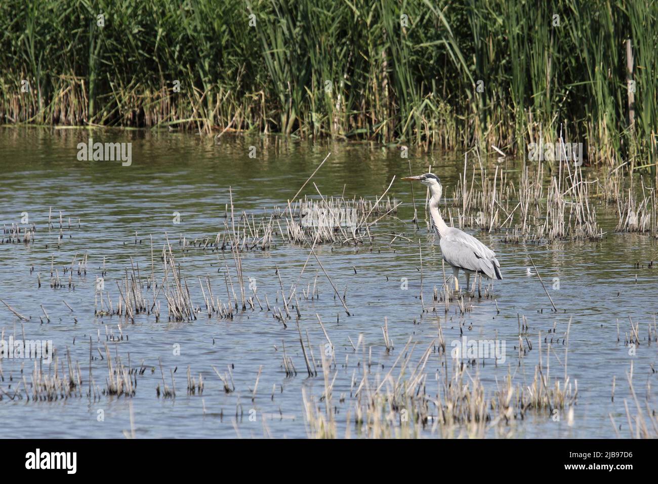Grey Heron standing in reed bed feeding at Stodmarsh National Nature ...