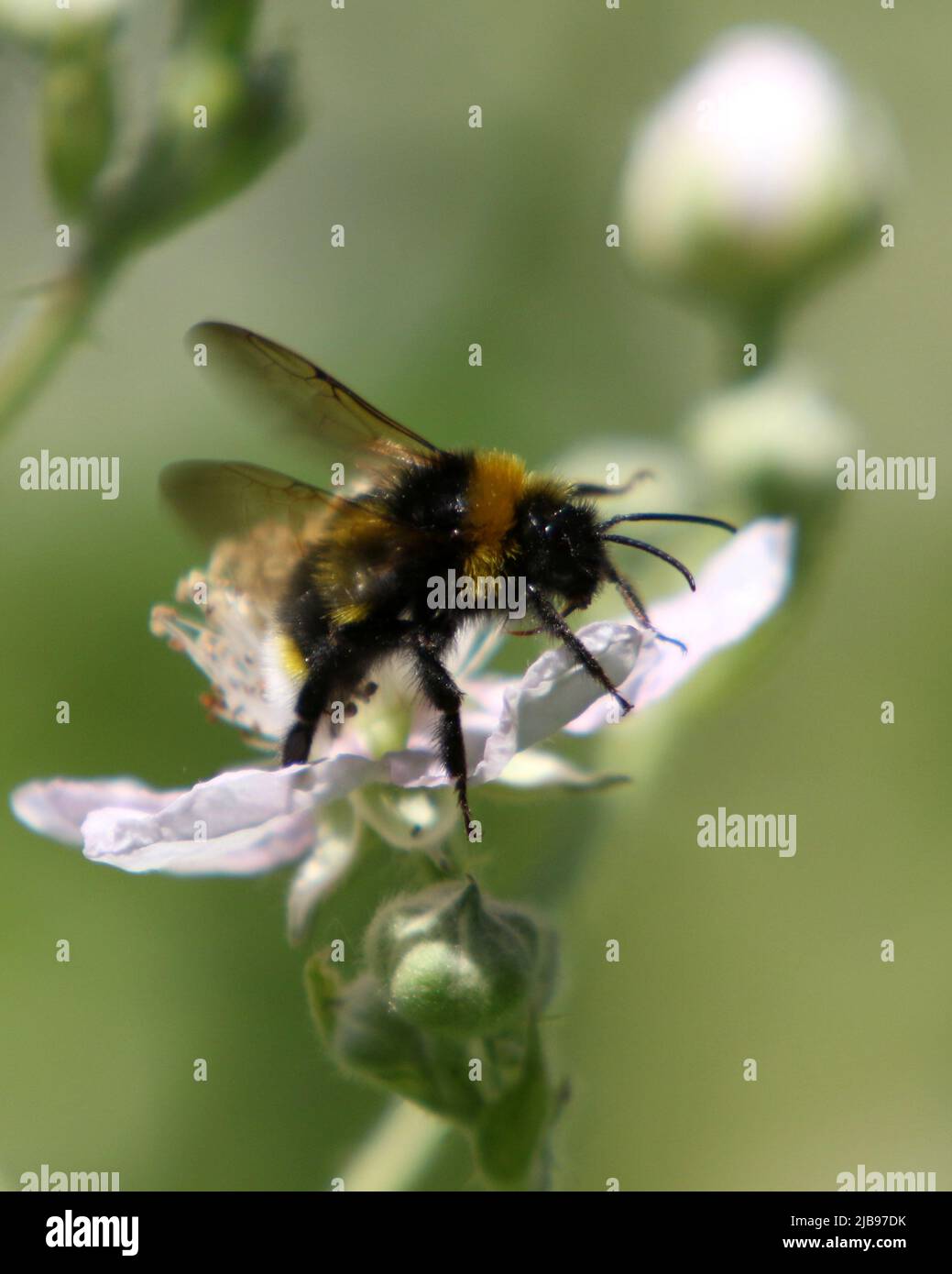 Buff-tailed bumblebee (Bombus terrestris Stock Photo - Alamy