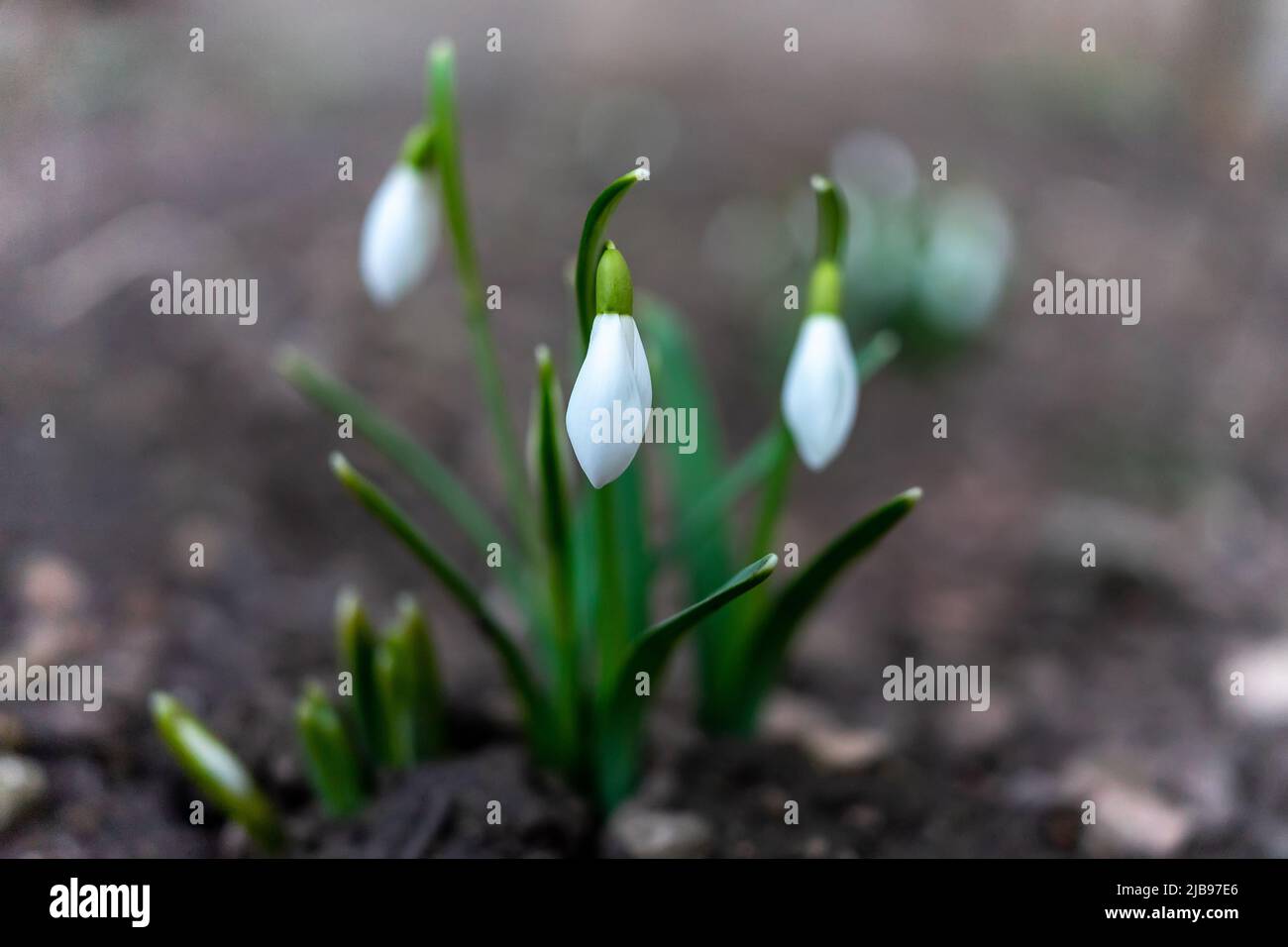 Symbol of spring awakening. The first spring flowers of snowdrops Stock ...