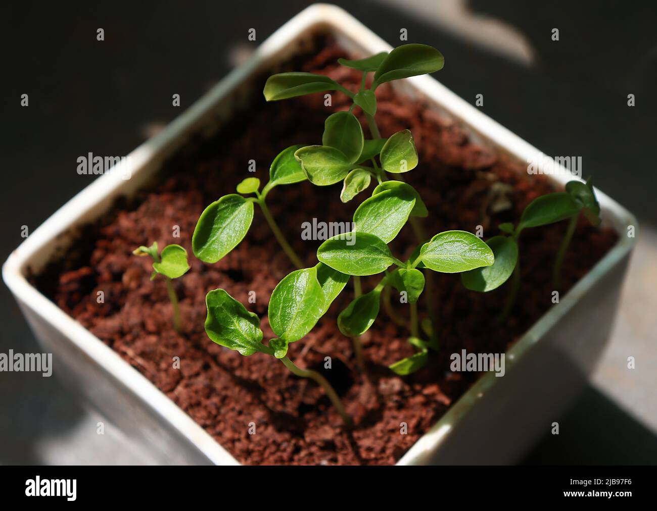 Papaya seedlings growing in flower pot Stock Photo - Alamy