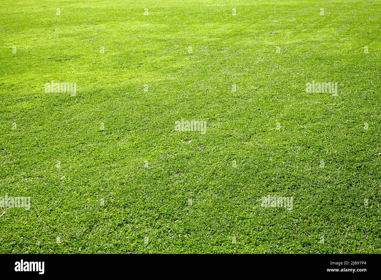 Background from green sheared grass. Smooth lawn Stock Photo - Alamy