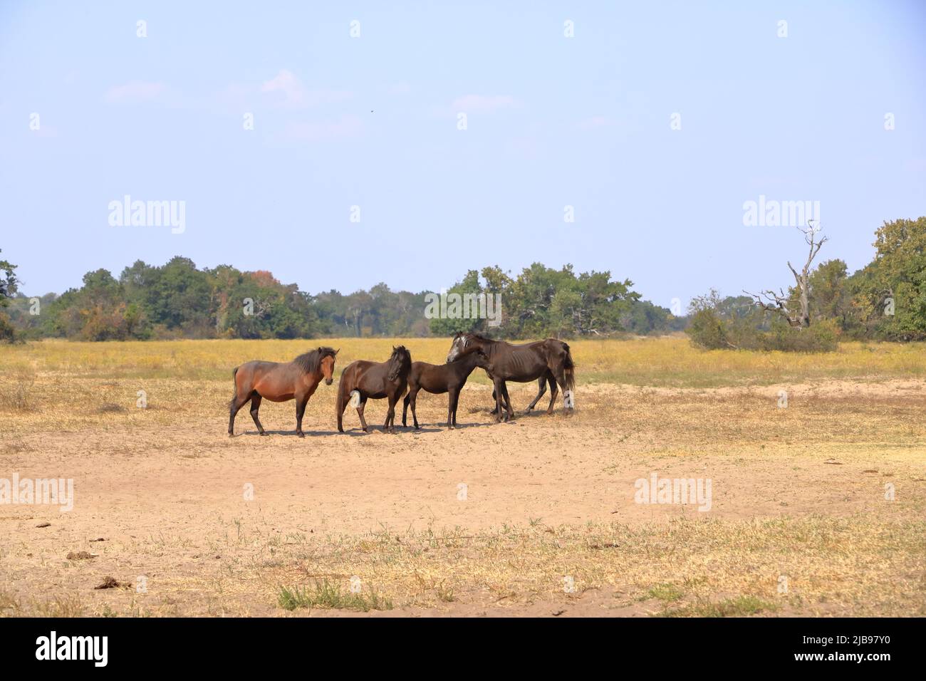 Wild horses in Letea forest from the Danube Delta in Romania Stock ...