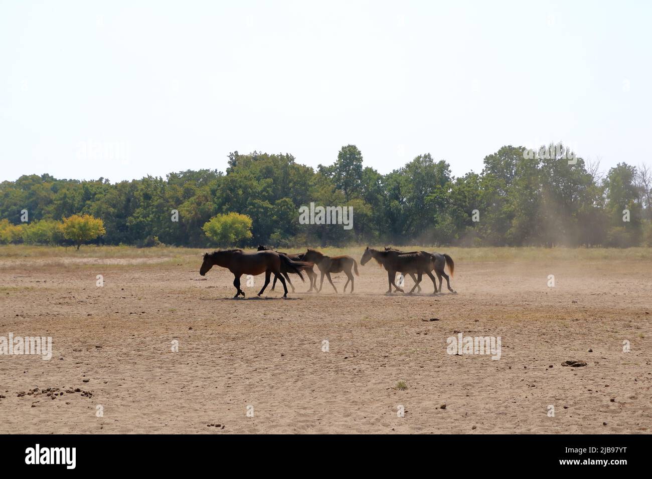 Wild horses in Letea forest from the Danube Delta in Romania Stock ...