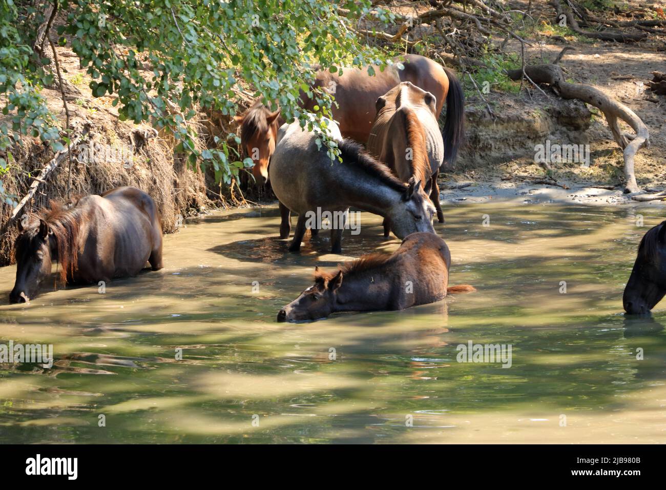 Wild horses drinking in Letea forest from the Danube Delta in Romania ...