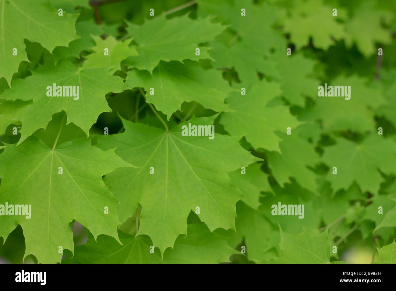 maple leaf background Stock Photo - Alamy