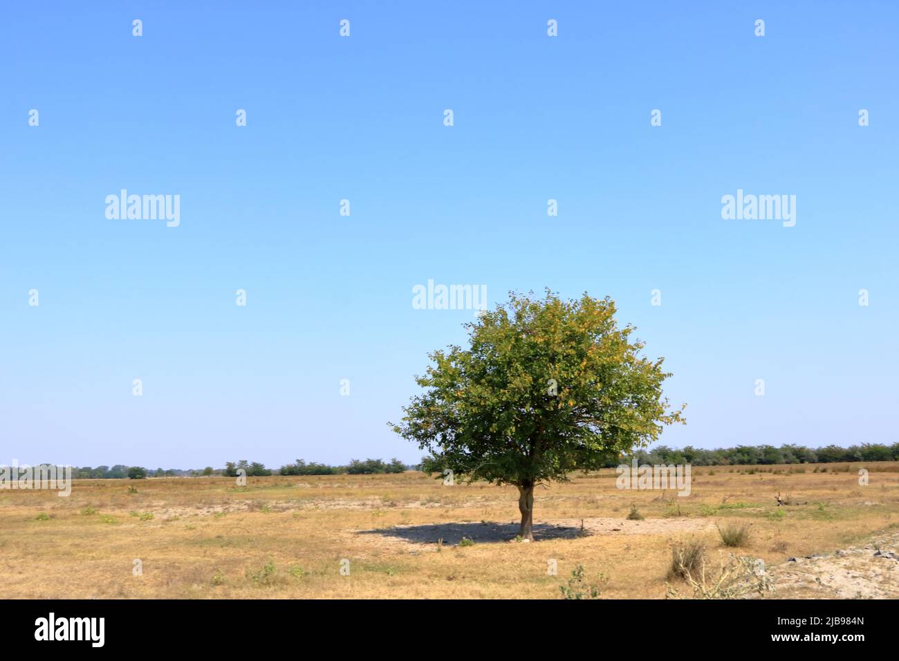 Summer landscape of the Letea Natural Reserve Forest, unique landmark ...
