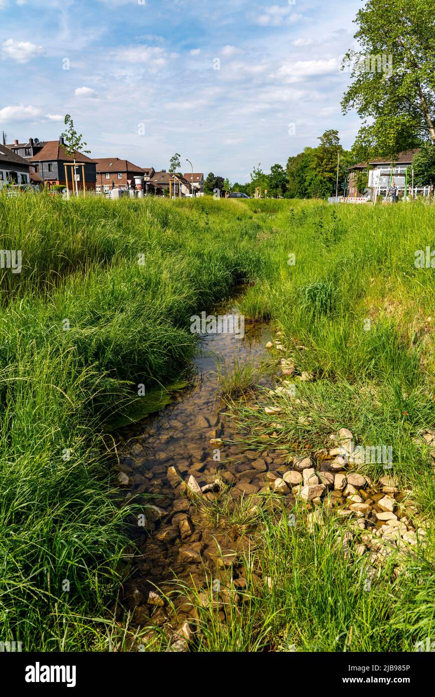 The Katernberger Bach, for over 40 years the stream was piped, 1.2 km ...