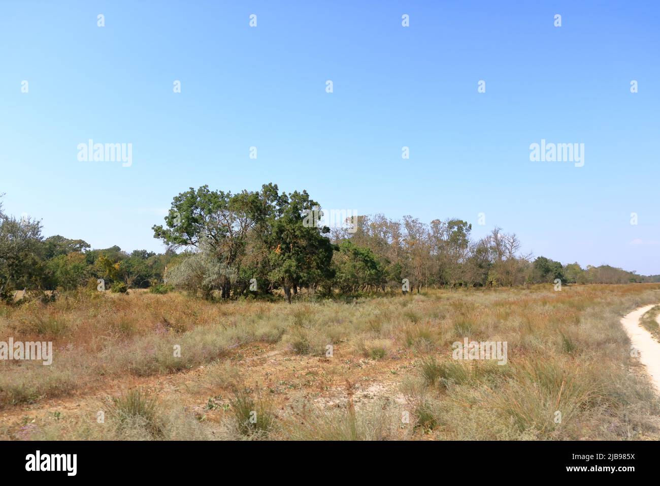 Summer landscape of the Letea Natural Reserve Forest, unique landmark ...