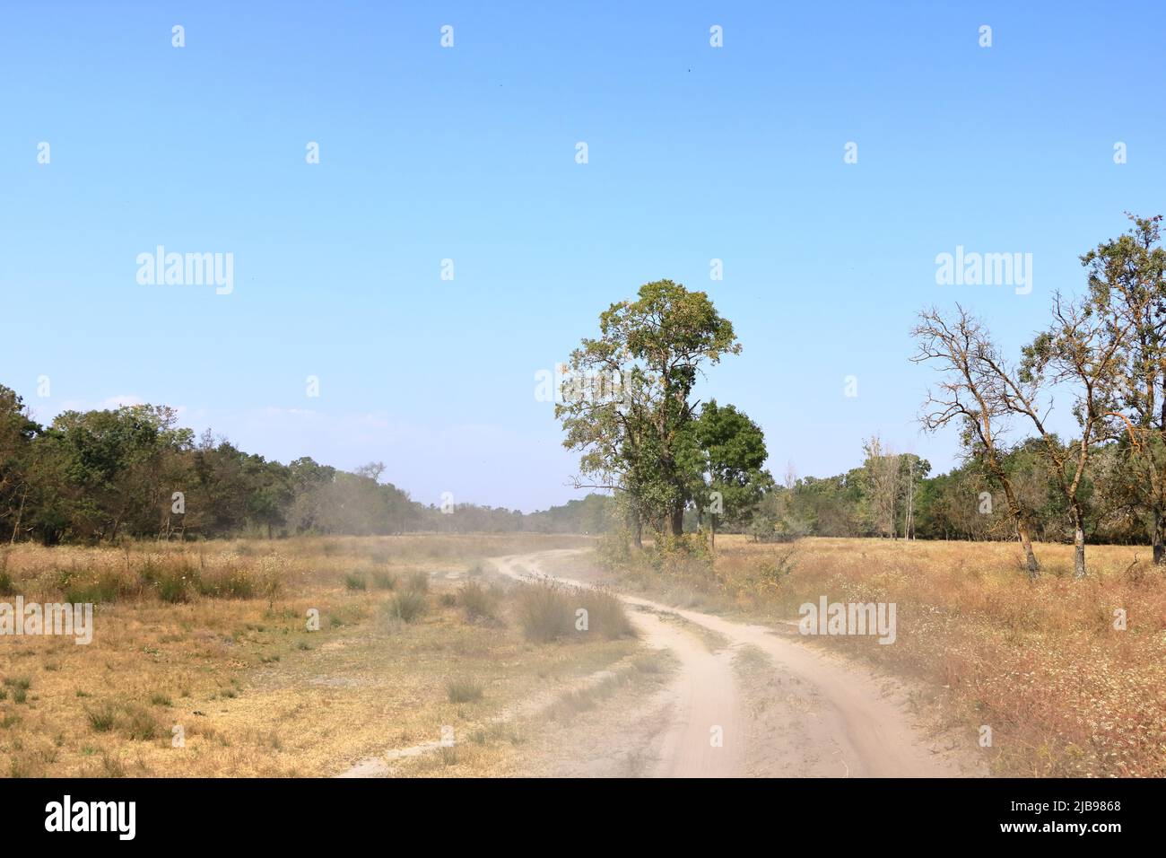 Summer landscape of the Letea Natural Reserve Forest, unique landmark ...