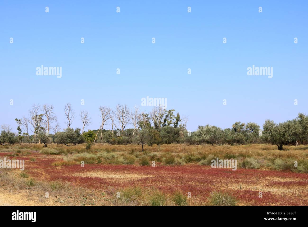 Summer landscape of the Letea Natural Reserve Forest, unique landmark ...