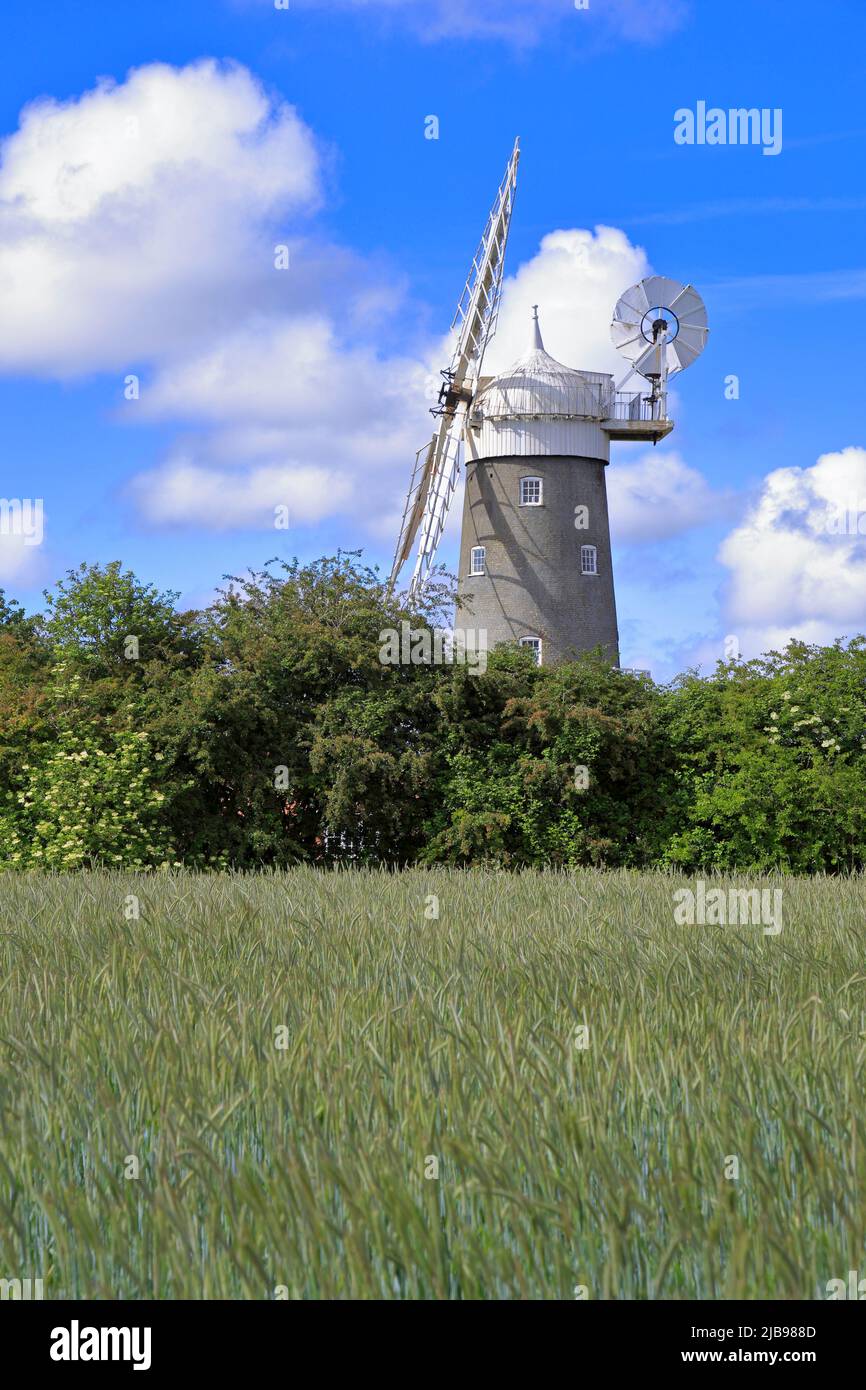 Bircham windmill behond a wheat field, Great Bircham, Norfolk, England ...