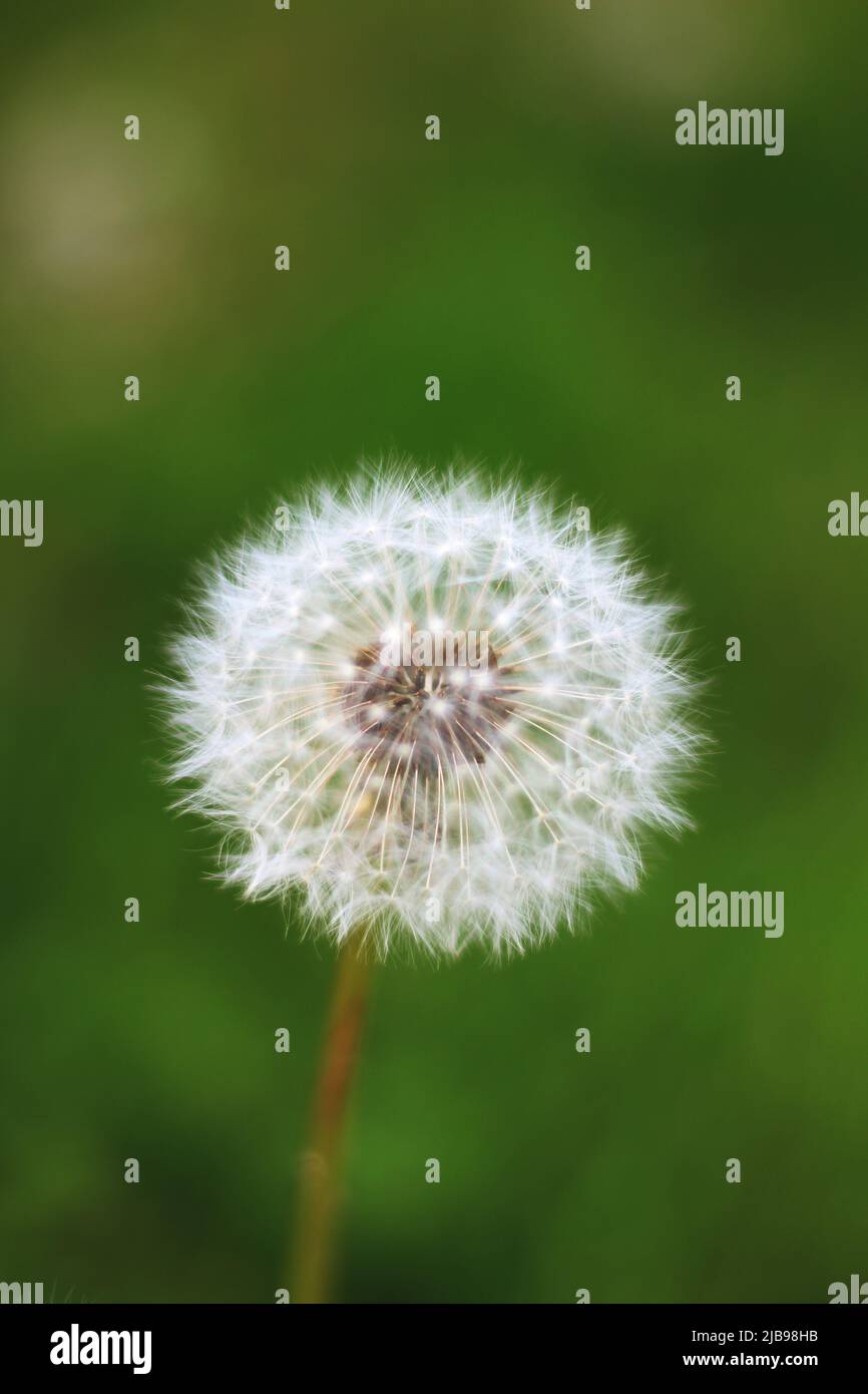 Wish flower hi-res stock photography and images - Alamy