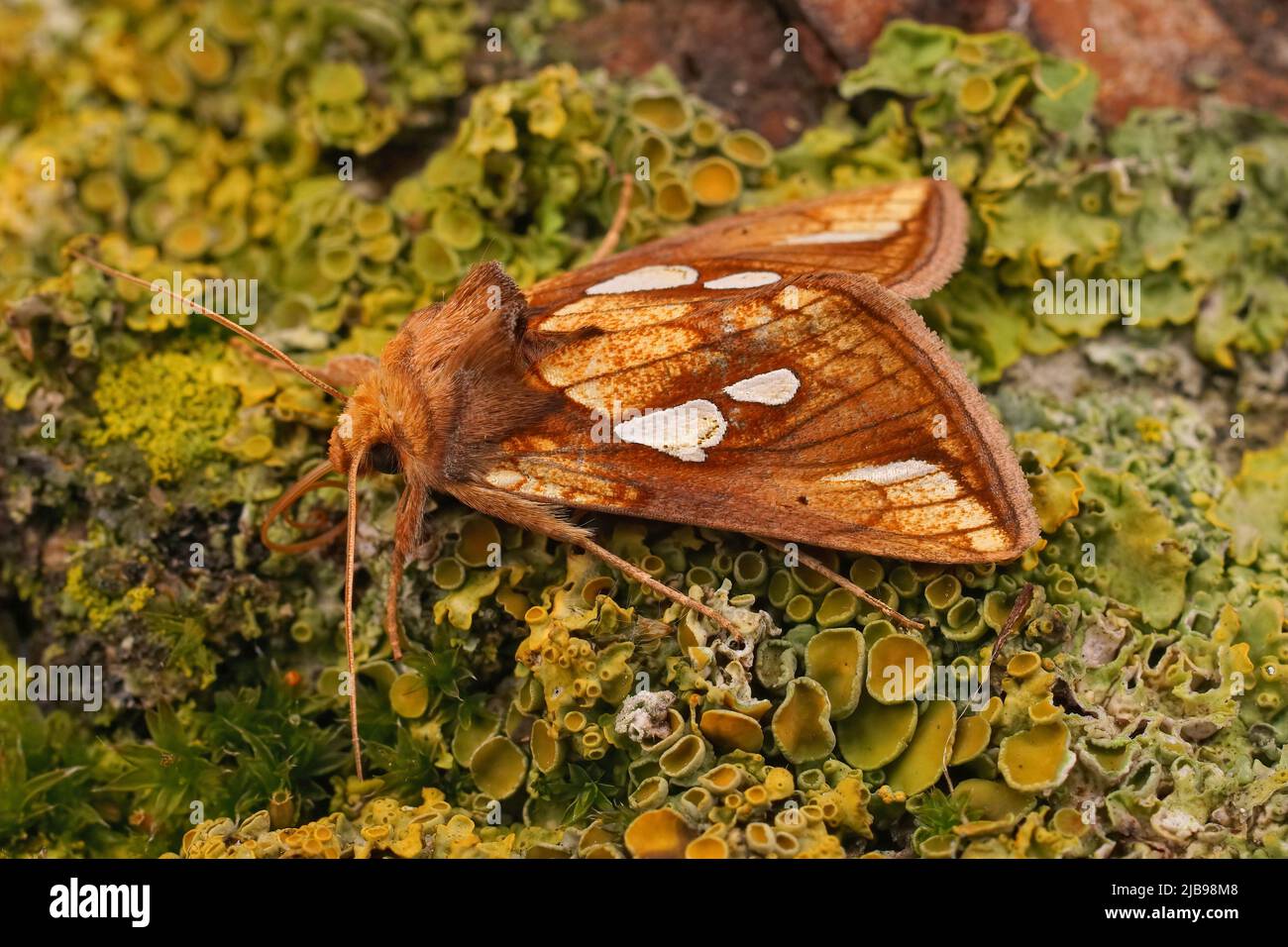 Closeup on the colorful gold spot moth, Plusia festucae, sitting on a ...