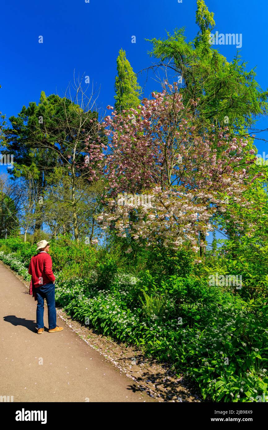 Magnolia trees in blossom at Dunster Castle, Somerset, England, UK ...
