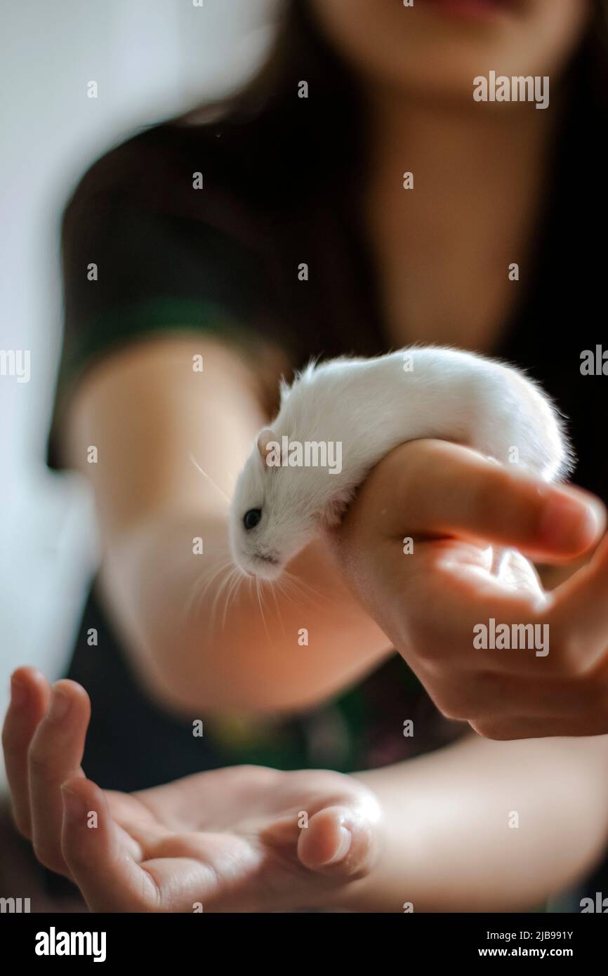 Children handling a small animal, white Russian hamster Stock Photo - Alamy