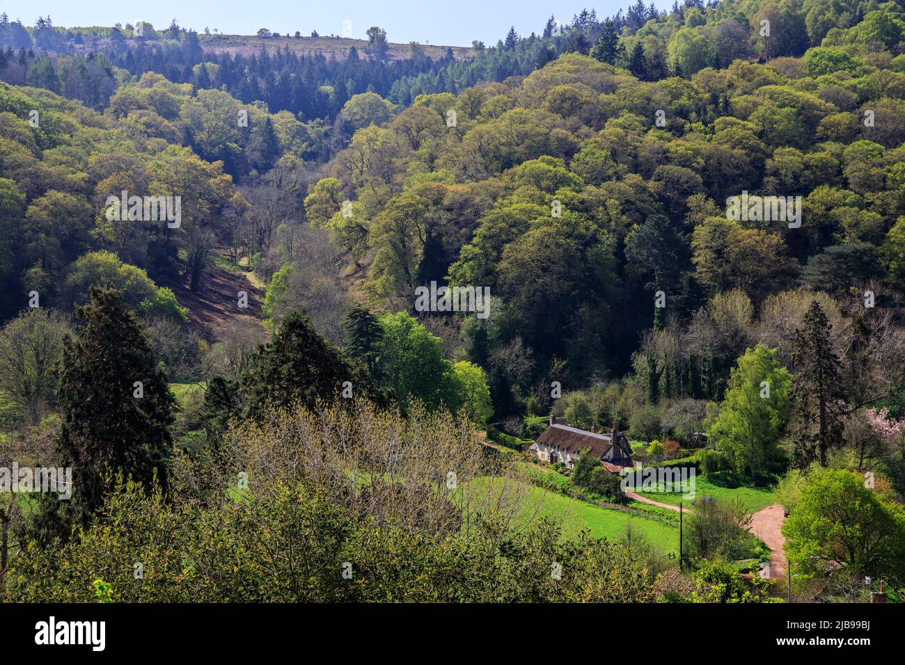 A row of thatched cottages at the edge of woodland on the Dunster ...