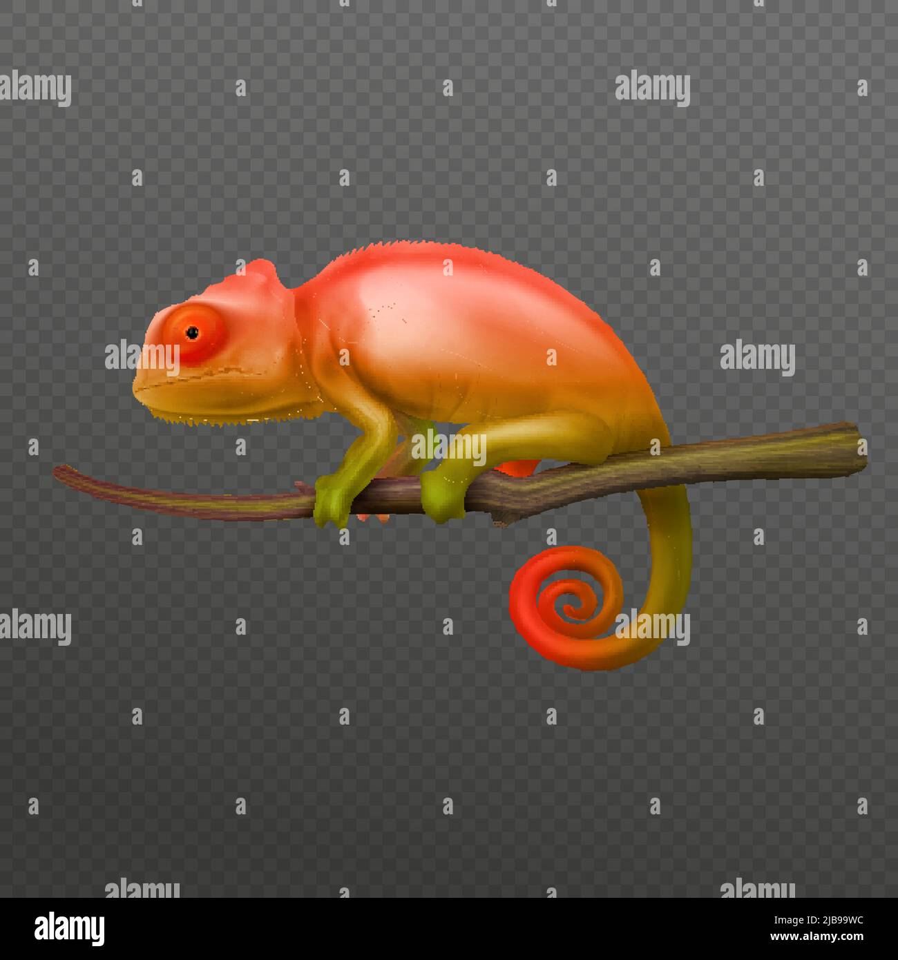 Orange green chameleon lizard sitting on branch closeup isolated ...