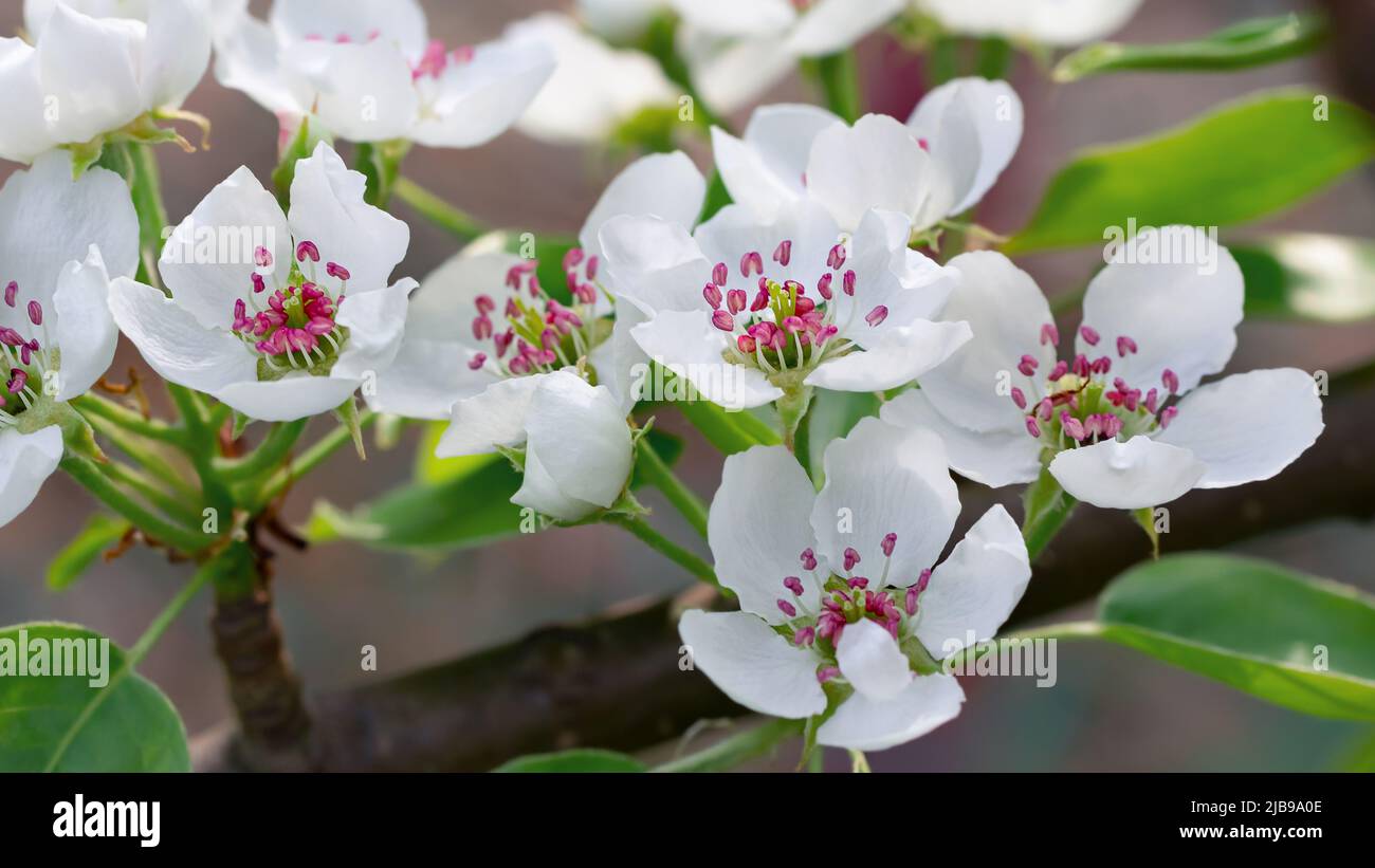 Pear flower on tree hi-res stock photography and images - Alamy