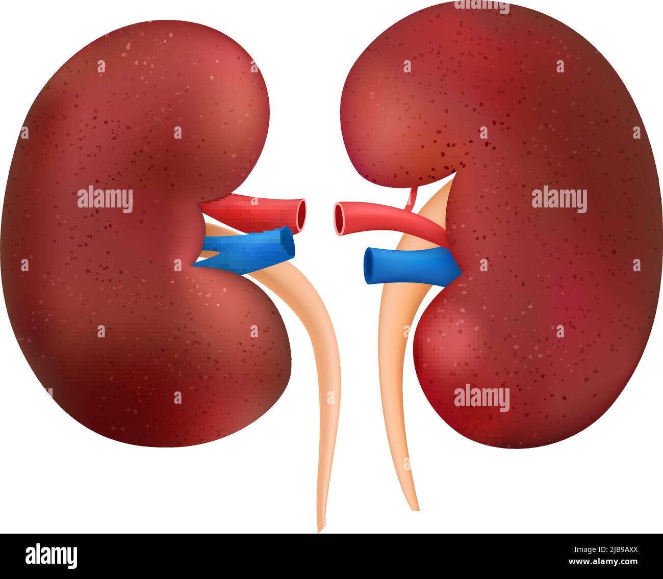 Internal Organs Kidney Human Internal Organs Stomach And Lungs Kidneys
