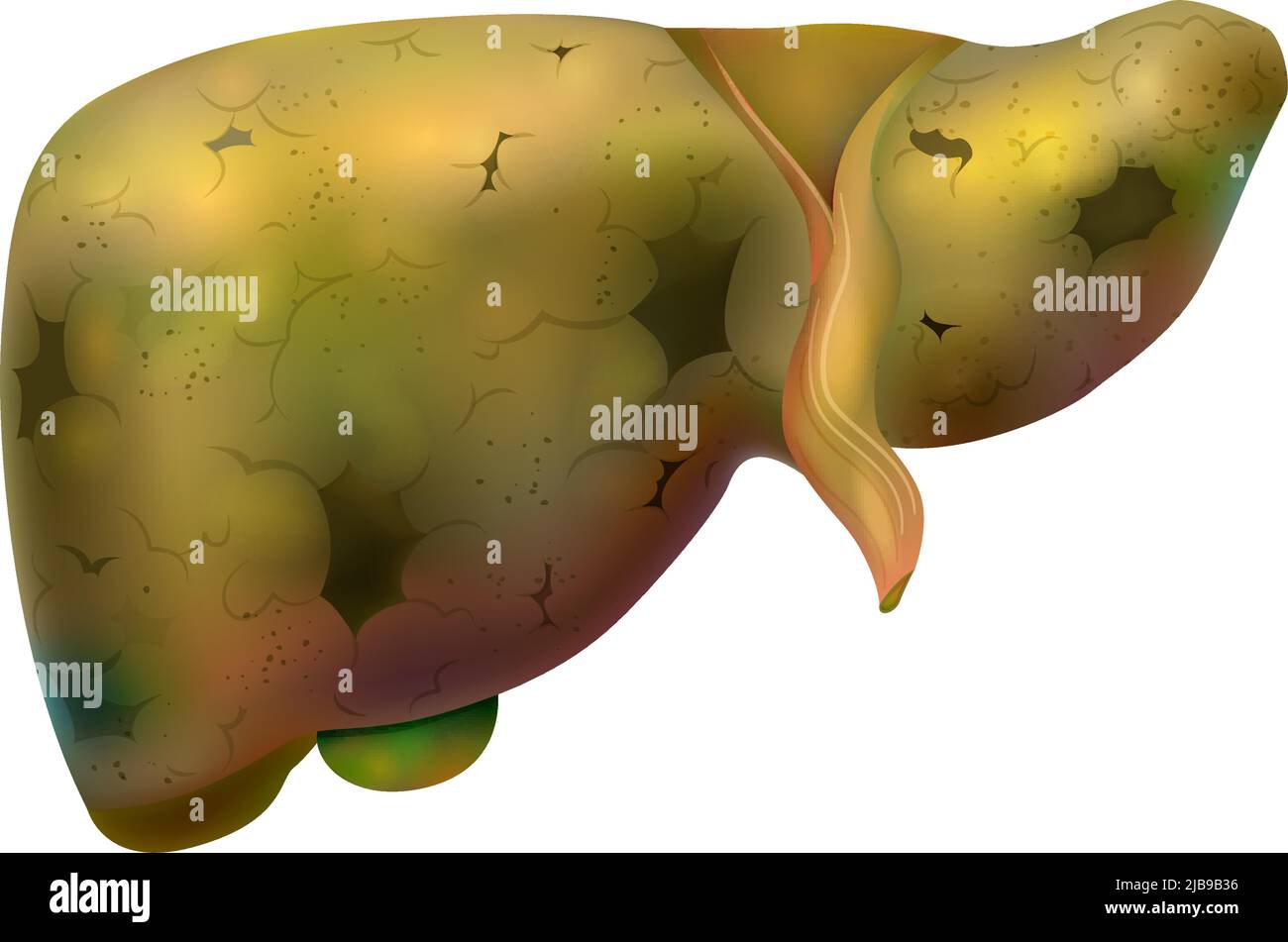 Realistic human internal organs liver composition with isolated image ...