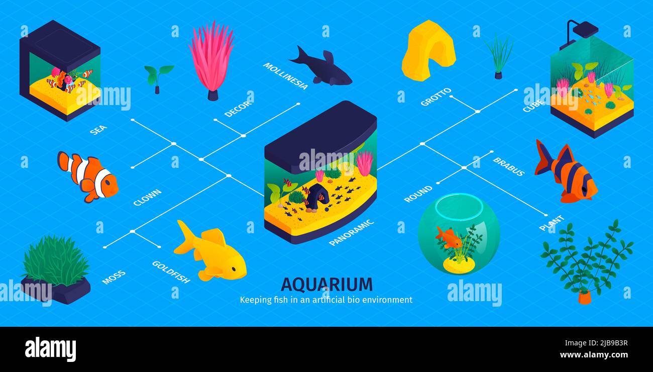 Isometric aquarium infographics with flowchart of isolated fish images ...