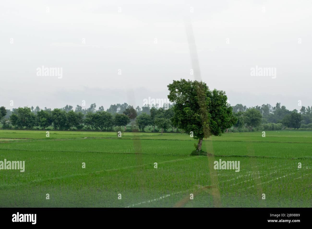 A tree alone in the middle of grass field Stock Photo - Alamy