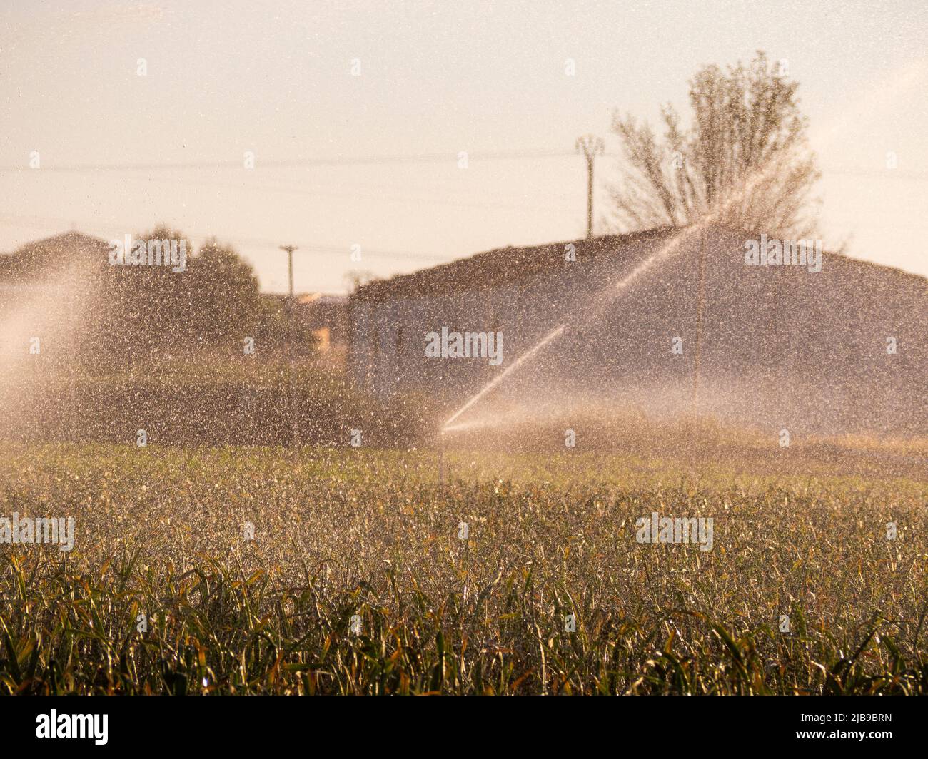 Irrigation system in ecological seedling agricultural plants. HD image ...