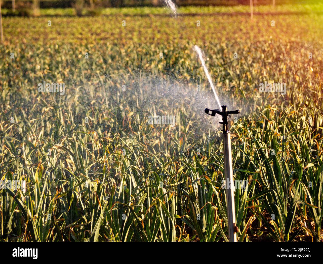 Irrigation system in ecological seedling agricultural plants. HD image ...