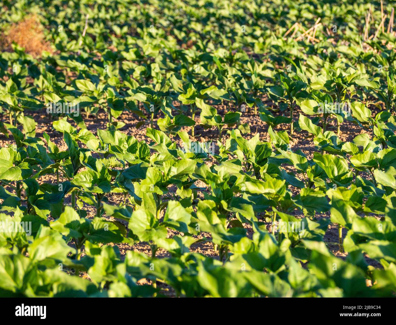 Ecological and sustainable planting of a sunflower field. HQ image ...