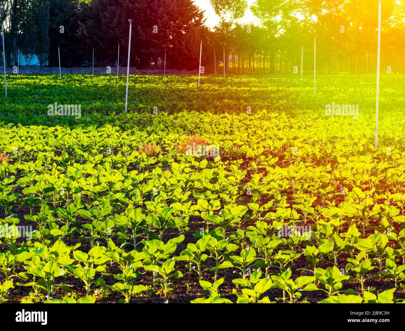 Ecological and sustainable planting of a sunflower field. HQ image ...