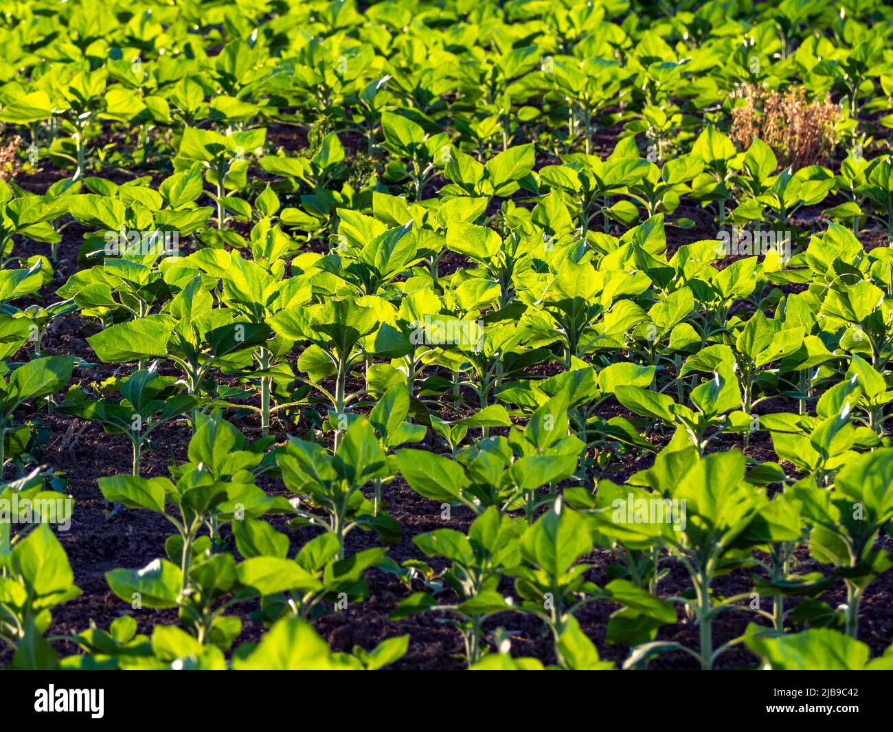 Ecological and sustainable planting of a sunflower field. HQ image ...