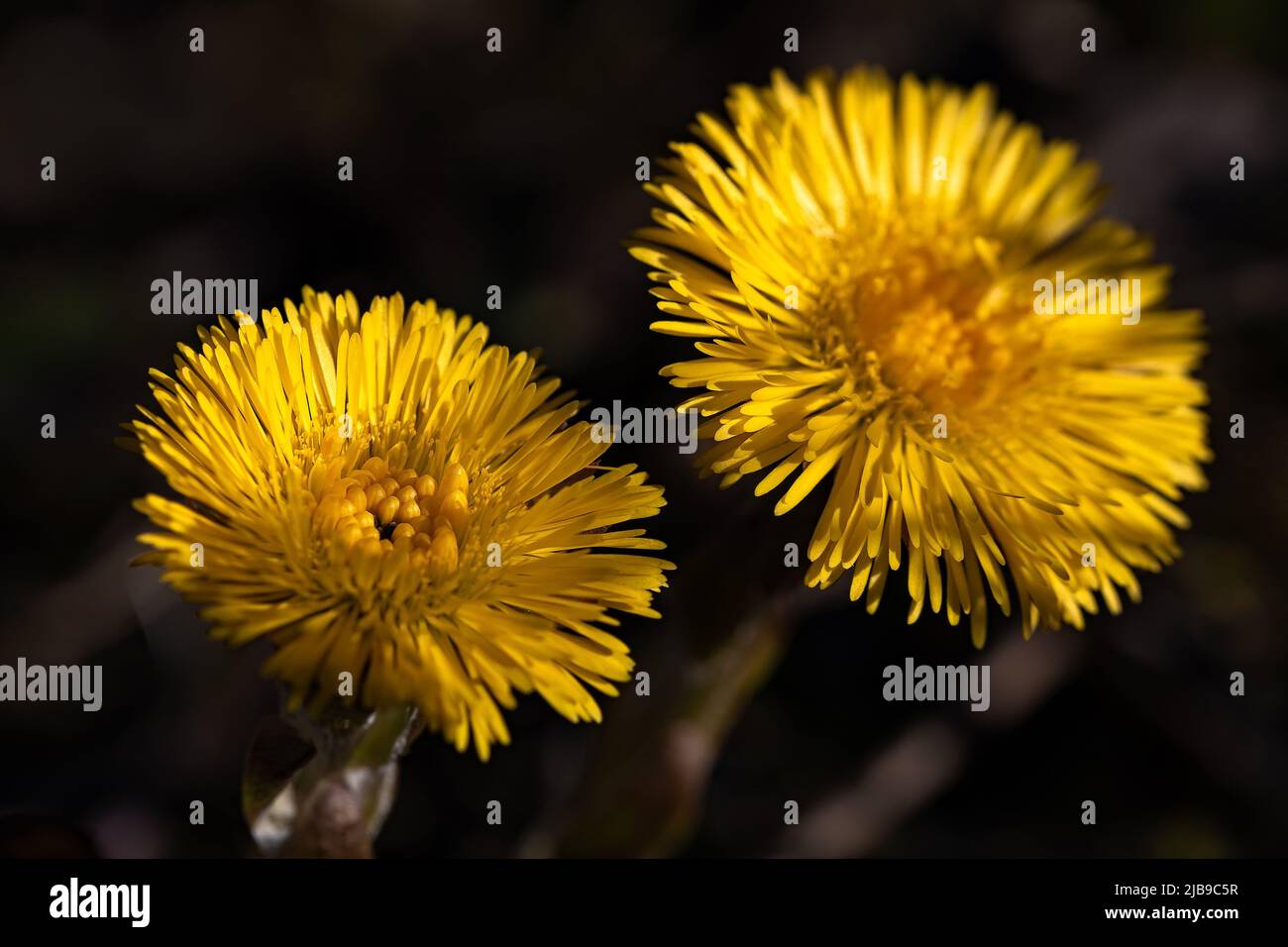 Yellow plant hi-res stock photography and images - Alamy